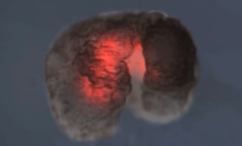 Xenobots: The Living Machines That Can Save Your Life - Reactionary Times