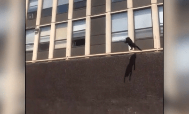 Viral Video: Watch Cat Leap From Burning Building and Walk Away ...