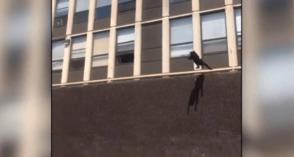 Viral Video: Watch Cat Leap From Burning Building and Walk Away ...
